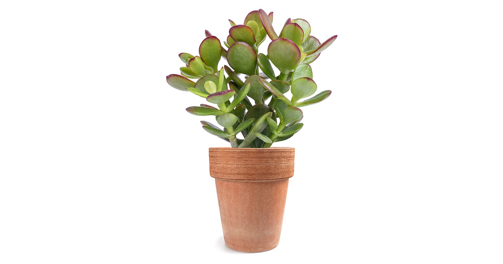 Best Amazon Plants 2019: Indoor, Outdoor & Succulents