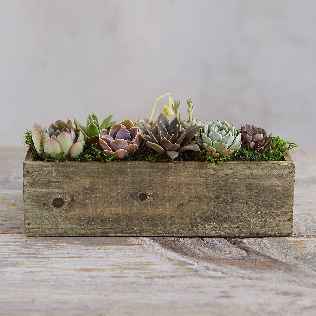 Terrain + Succulent Garden, Wood Trough