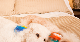 Puppylocks Dog Hair Extensions Company