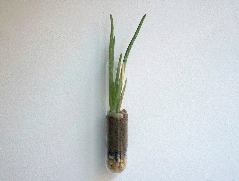Succulent Studio + Test Tube Terrarium