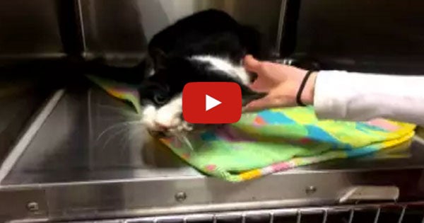 Zombie Cat Pronounced Dead Found Alive