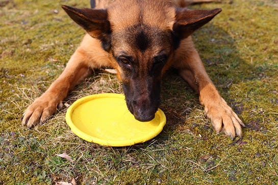 The Dodo - Dog Breeds