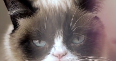 Grumpy Cat Music Video - Cat Summer