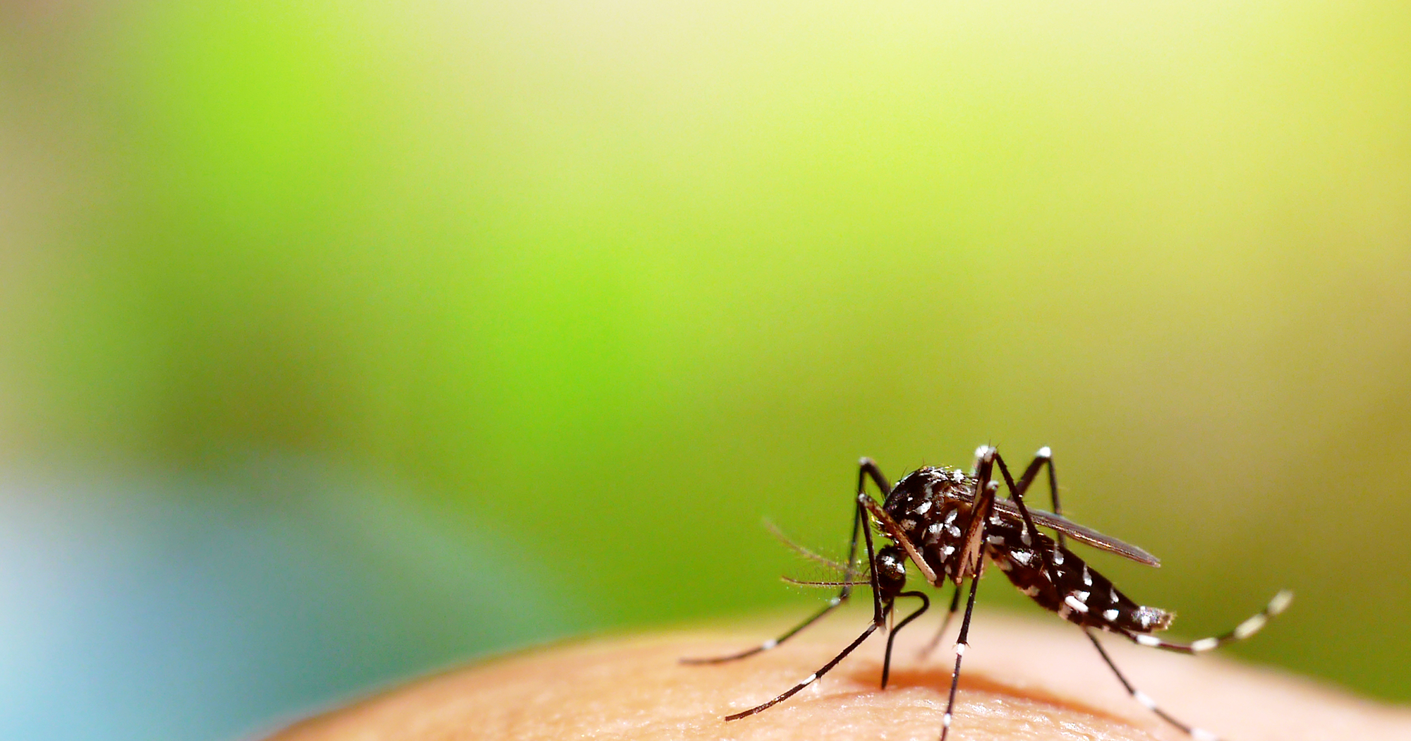 Zika Case In Miami-Dade Florida Facts, Travel Warnings