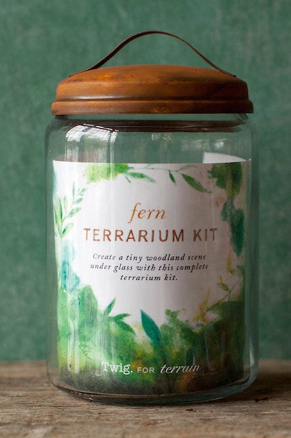Terrain + Fern Terrarium Kit