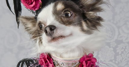 Dog Vogue Canines In Couture Clothes