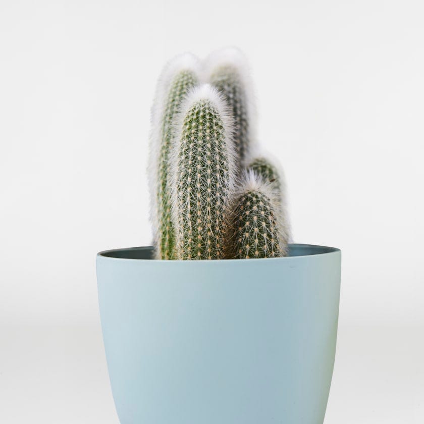 Patch + Spike Cactus Plant