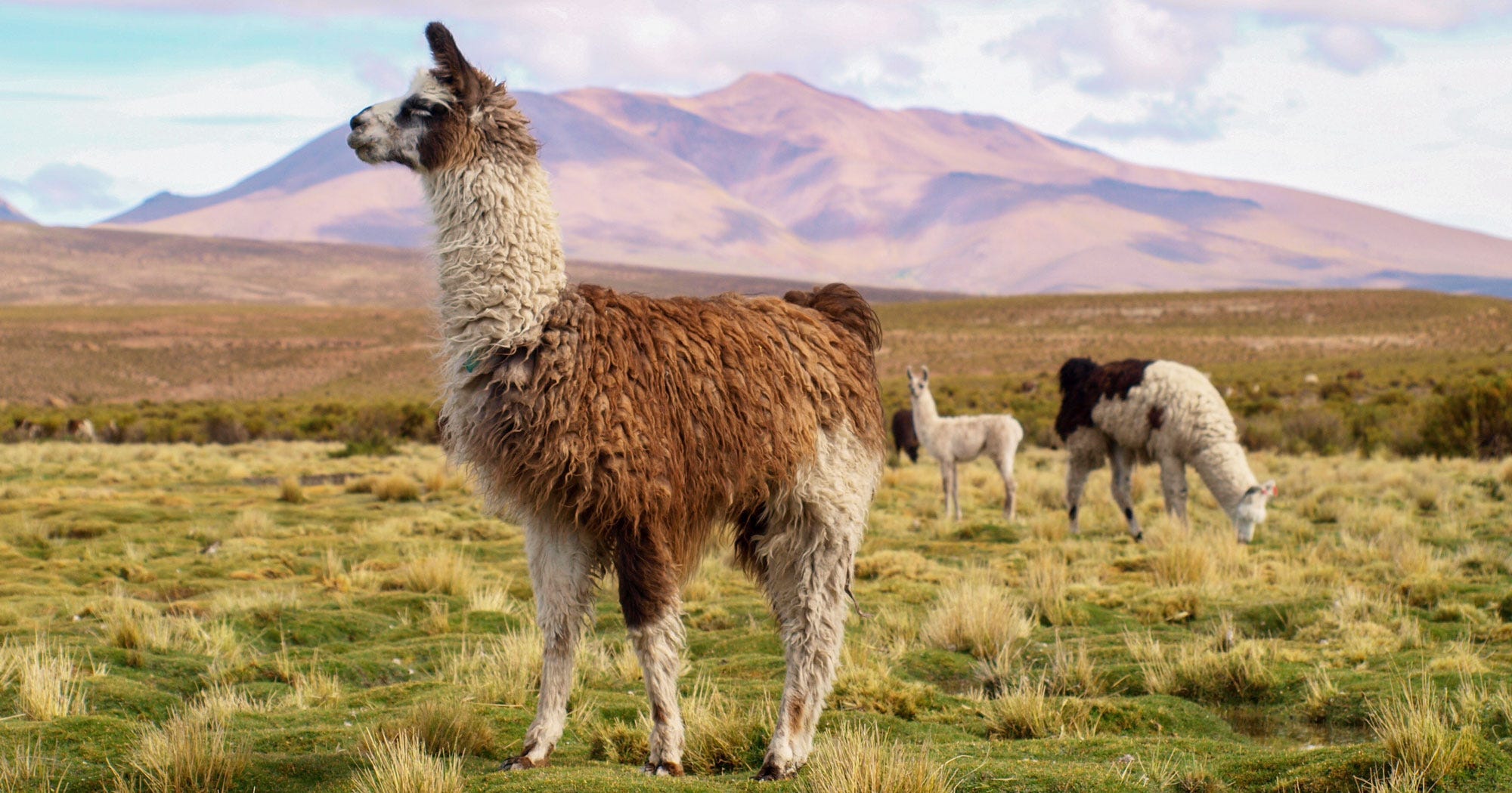 Wedding Llamas Alpacas Animal Therapy Portland Oregon