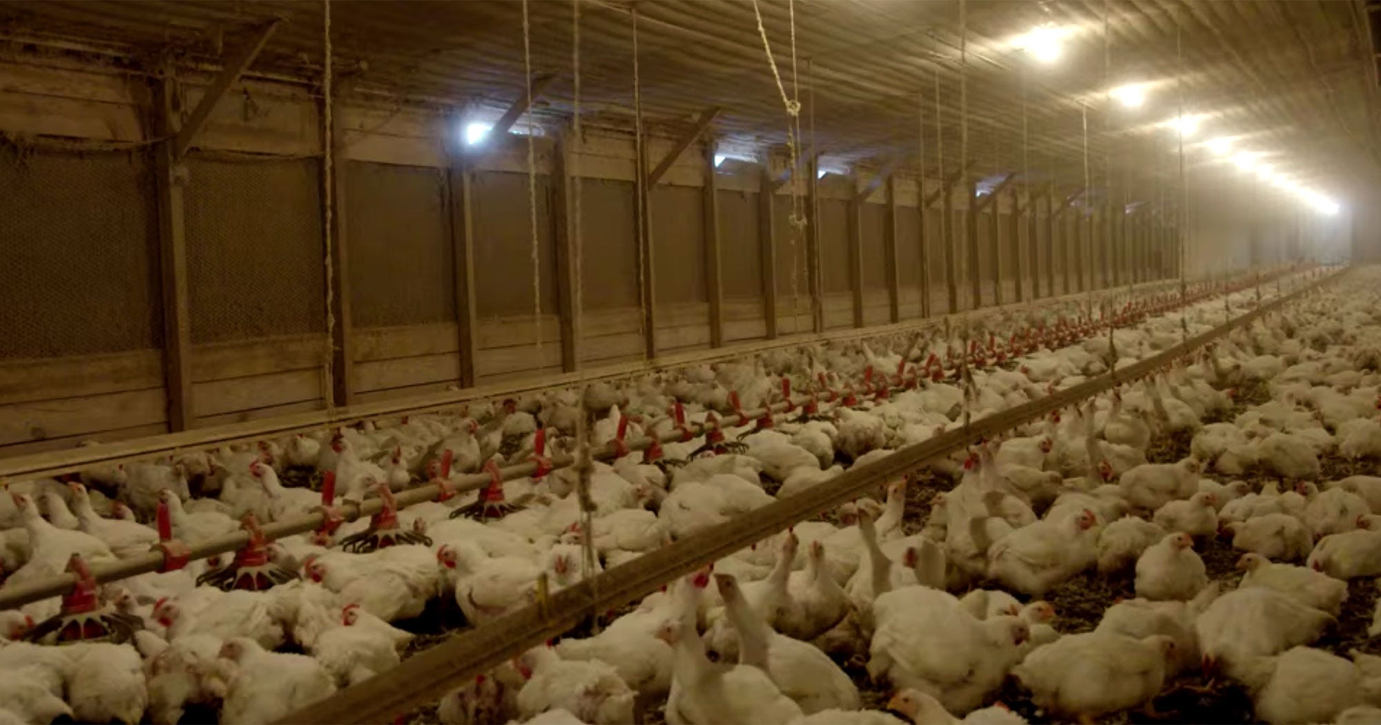 Rotten Netflix Series Food Industry Corruption Health