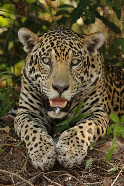 Rio Olympics 39mascot39 Jaguar Shot Dead After Torch Ceremony