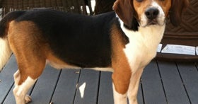 Beagle Freedom Project - James Perse Beagle Tee