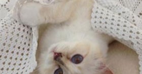 Choupette - Karl Lagerfeld Cat