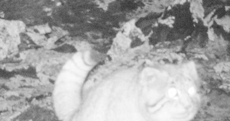 New Cat Species Discovered Nepal - Pallas's Leopard