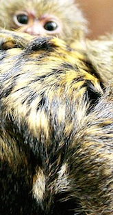 Saudis Refuse Swedish Monkeys - Womens Rights Quote