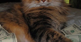 Cash Cats Website- Cashcats.biz