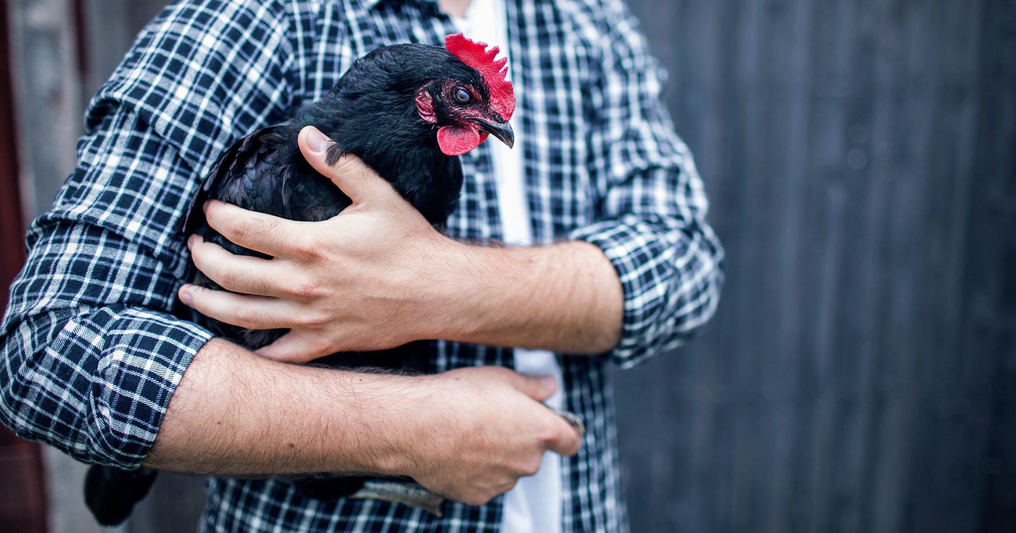 Anti-Abortion Missouri Representative Beheads Chicken