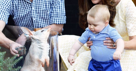 Prince George Animals - First Birthday Pictures 2014