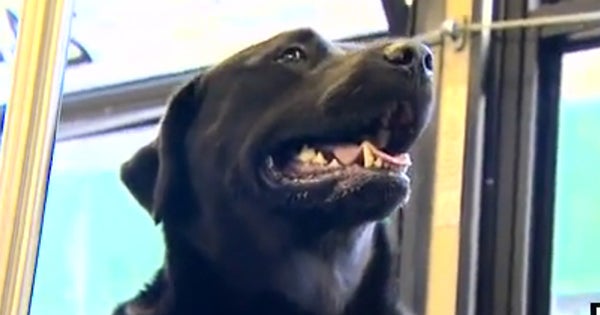 Bus-Riding Dog, Seattle