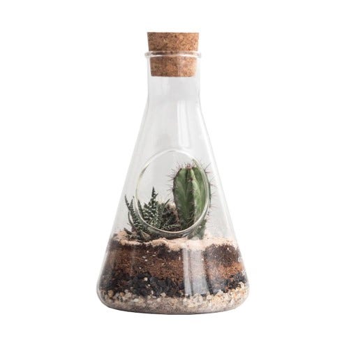 Suck UK + Chemistry Flask Botany Terrarium Kit – Glass – 8″ High