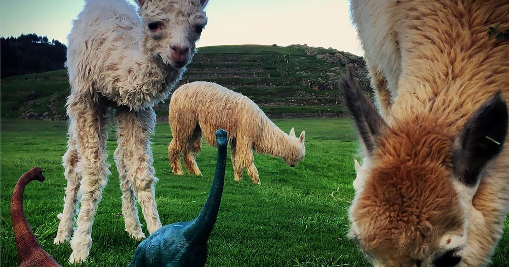 Traveling Dinosaur Instagram - Jorge Saenz Photos