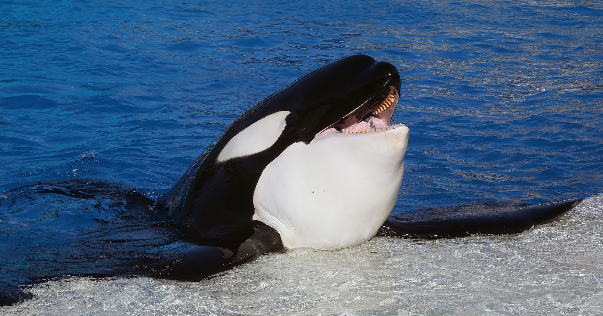 SeaWorld Antonio Orca Unna Dies