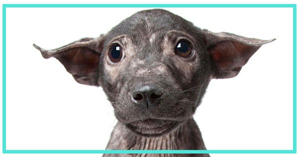 Perfect Imperfection Disabled Animals Photo Series