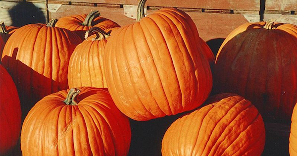 Donald Trump Pumpkin Trumpkin DIY How To