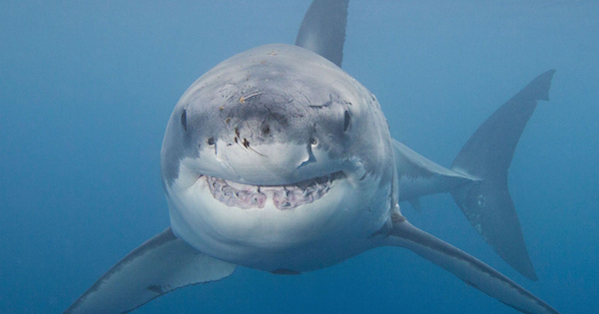 Top 10 Animal Viral Videos 2015