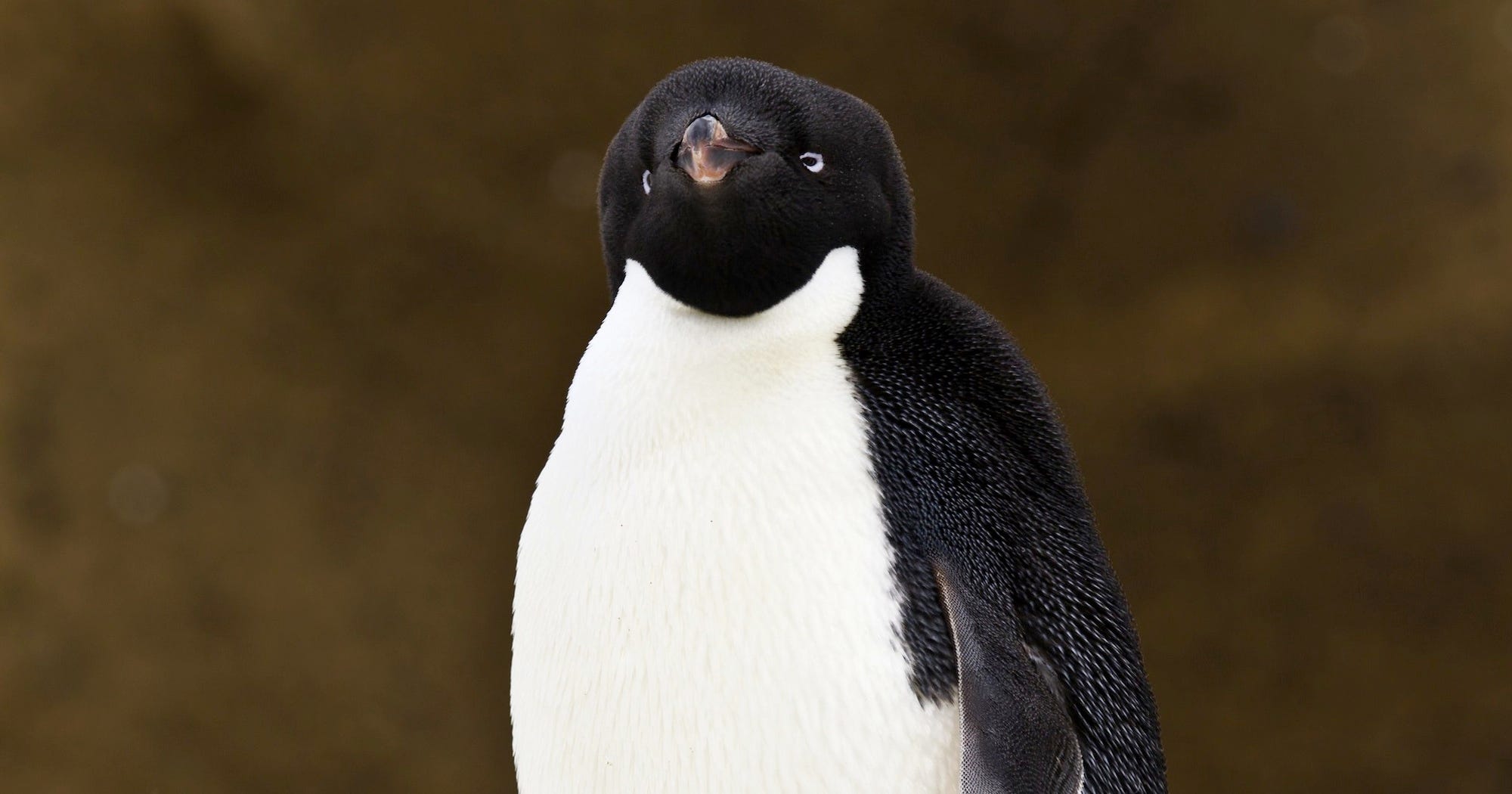 Adelie Penguins Antarctica Die adelie-penguins-antarctica-die