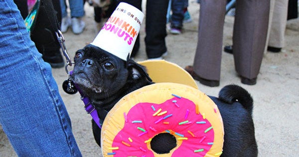Dogs Wearing Food Costumes For National Dog Day