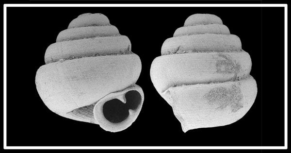 Microsnail Worlds Smallest Snail Photos