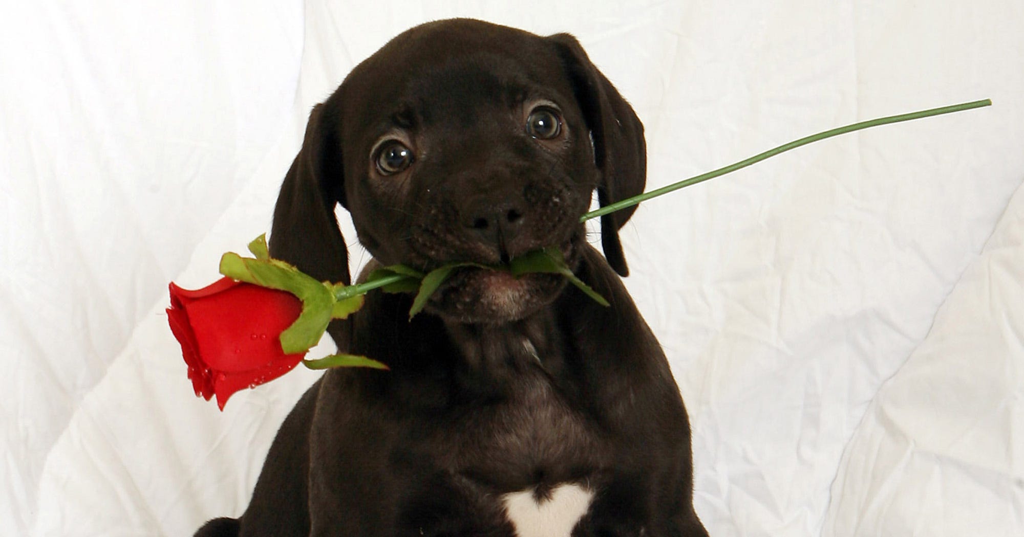 Dogs Re-Create Romantic Movie Scenes DogVacay