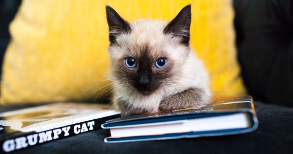 KitTea Cat Cafe- Courtney Hatt