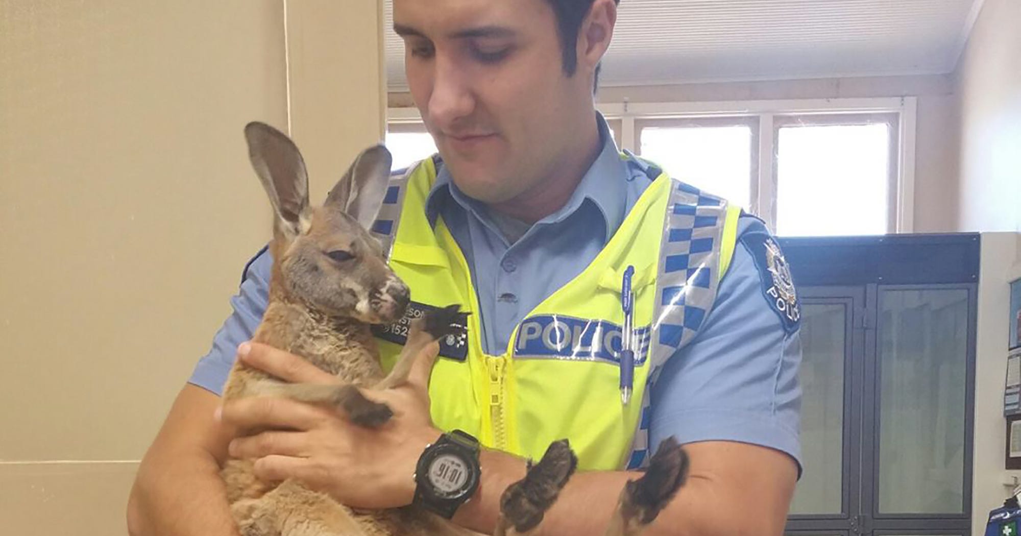Baby Kangaroo Rescue Police Officer Australia