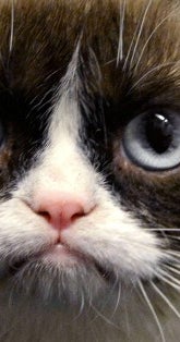 Grumpy Cat 100 Million Dollars Net Worth