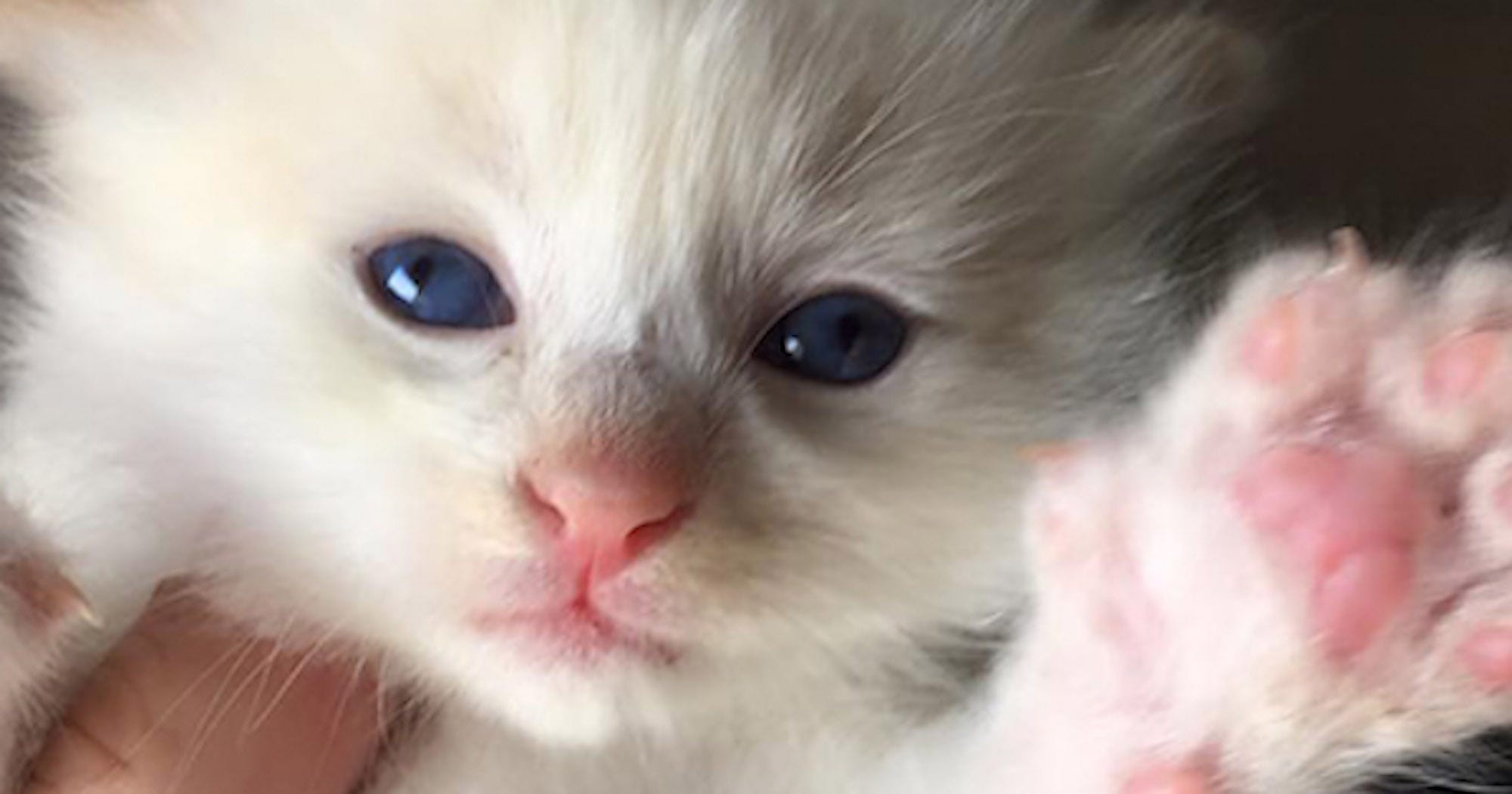 Frozen Kitten Saved CPR Footage Video