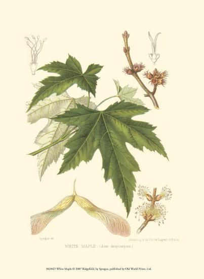 art.com + White Maple