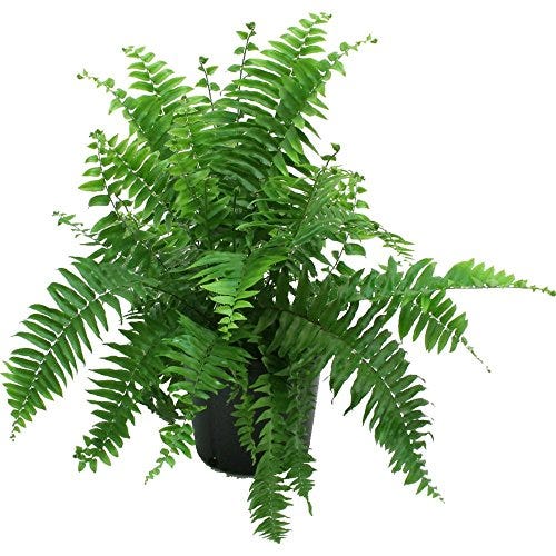 Amazon + Costa Farms Macho Fern Live Indoor Floor Plant in 8.75-Inch ...