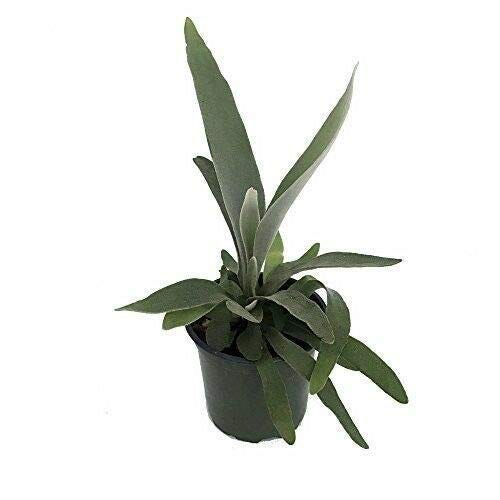 AchmadAnam + French Staghorn Fern With 4″ Pot